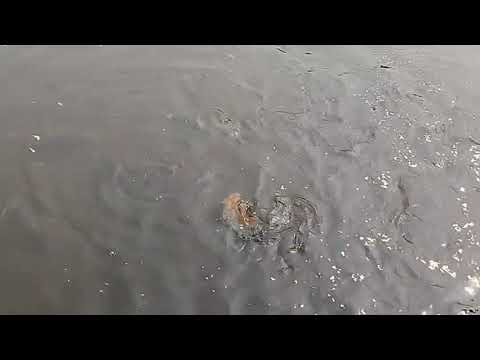 Betana Simsar: Fish In The Lake :Betana Wetland - YouTube
