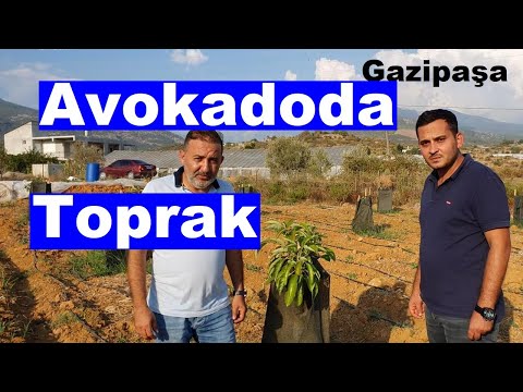 Gazipaşa - Avokado Ağacı - Fidanı Toprak İsteği - Fidan Nasıl Dikilir
