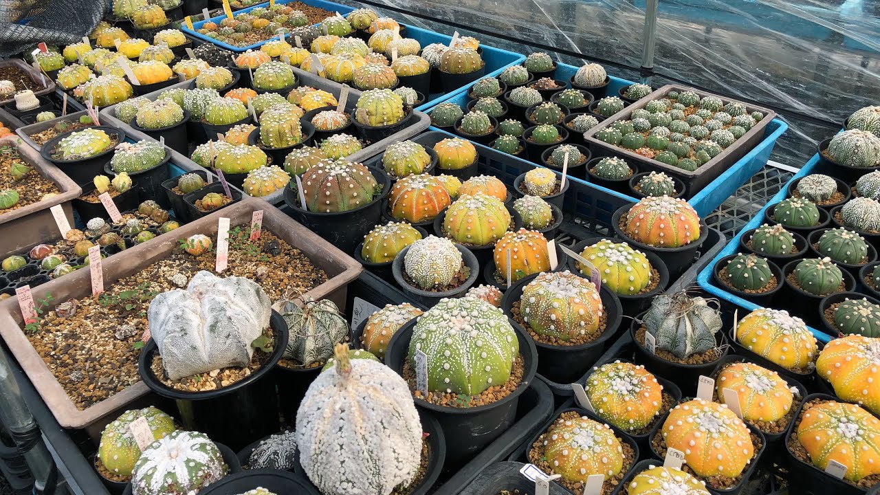 Aisenen cactus nursery osaka japan part 2 (cacti and codex) - YouTube