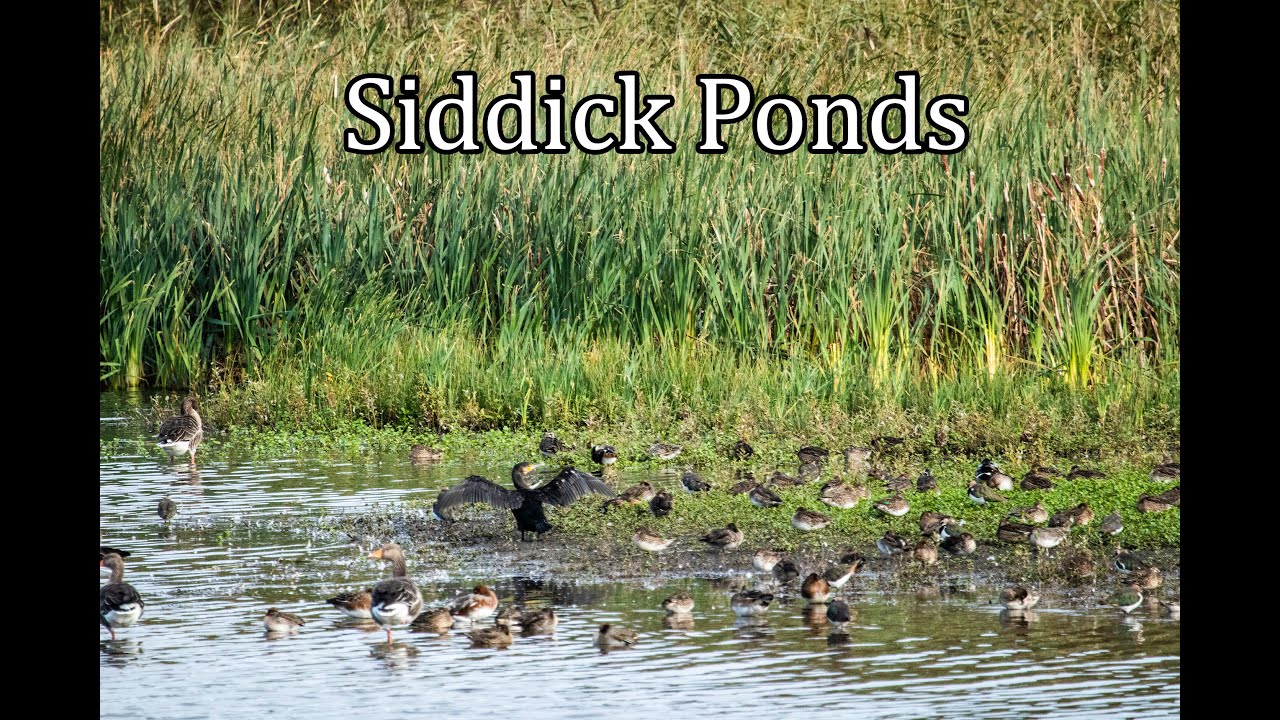 Siddick Ponds Nature Reserve-Workington - YouTube
