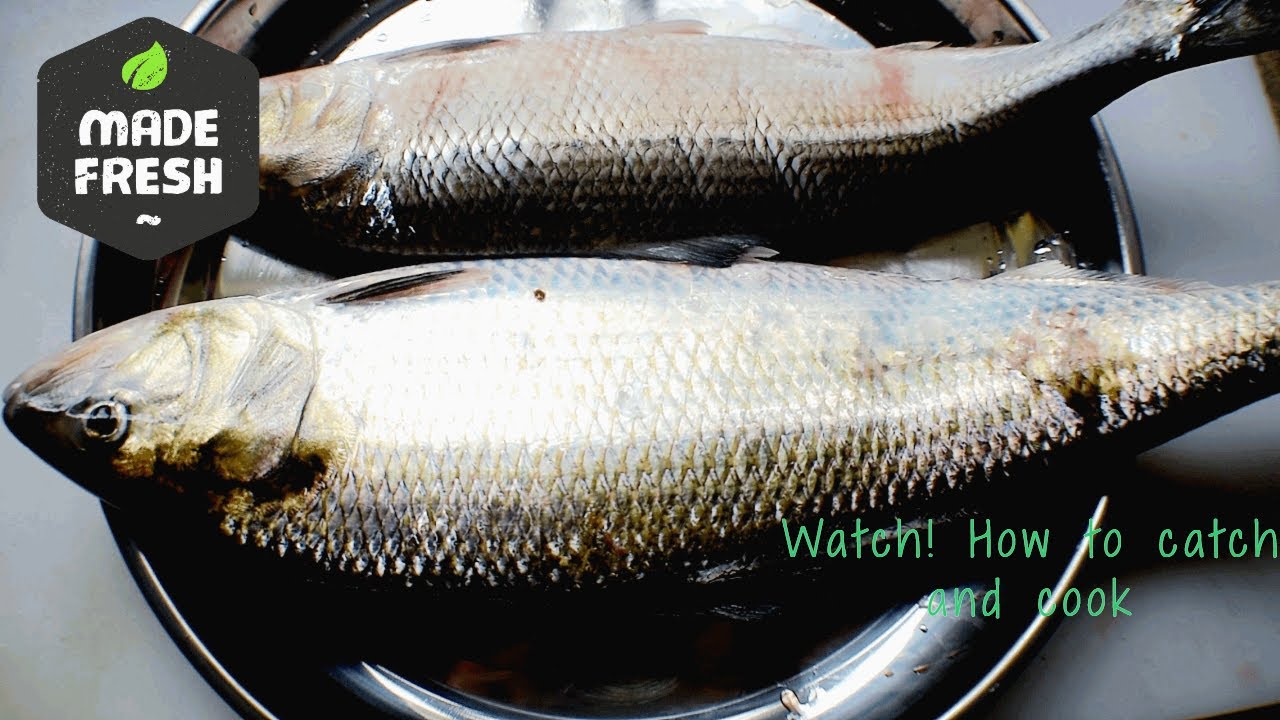 ALOSE FISH CURRY | ALOSE RECIPE | AMERICAN SHAD | ALOSE FISH FRY WITH ...