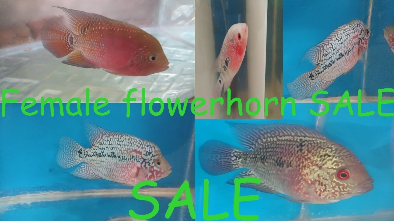 Female Flowerhorn Sale - Kamfa F2, F1, Red KML Female | 9488516316 ...