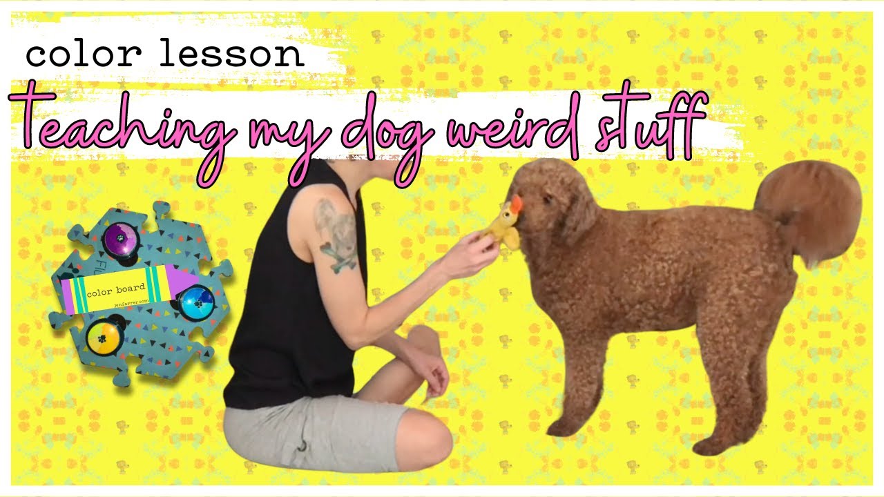 Teaching My Pup Colors - Lesson 3 - longer teaching clips #aic # ...