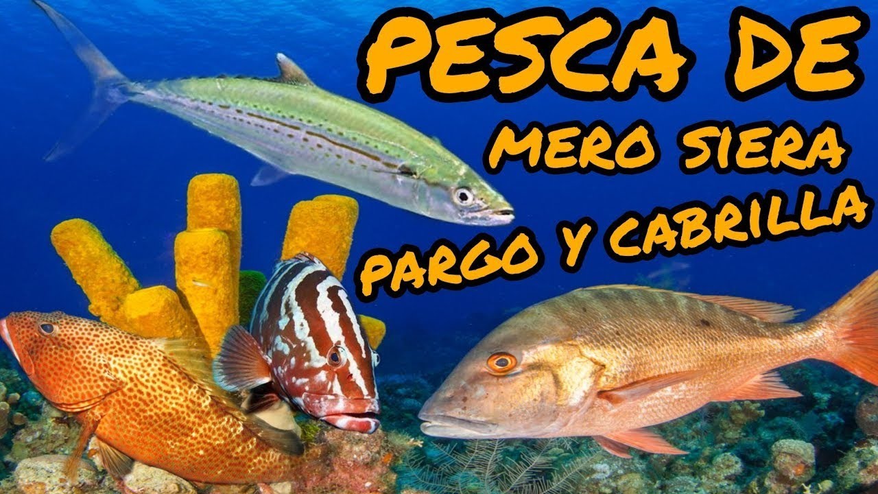 Pesca de mero pargo arigua y carite sierra😱😱🐟 - YouTube