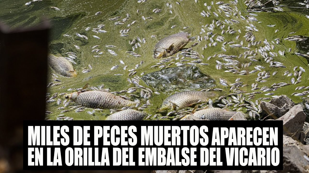 Miles de peces muertos aparecen en la orilla del Embalse del Vicario ...