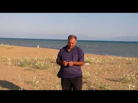 KUM ZAMBAKLARI-YUMURTALIK-ADANA-4