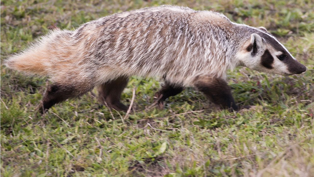 badger ASL - YouTube