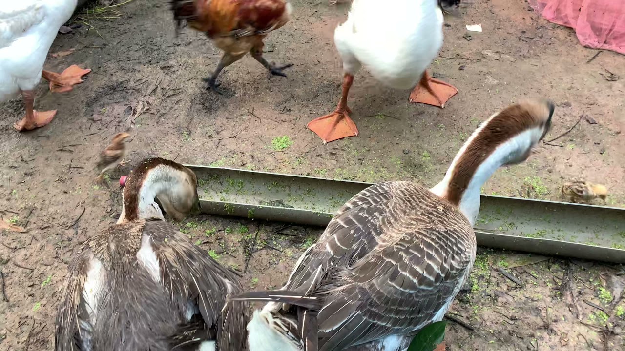 African Geese vs Chickens #chicks #blackchicken #geese #goose #chicken ...