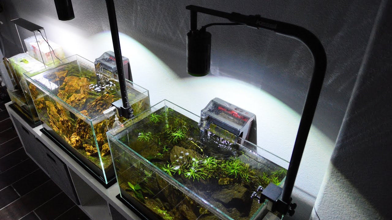 ADA 60P | Shrimp Tanks Update | May 2017 4K - YouTube