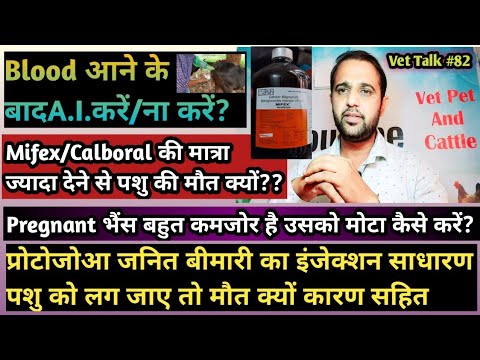 Mifex/Calboral iv fluid injection की मात्रा देने से पशु की मौत क्यों ...