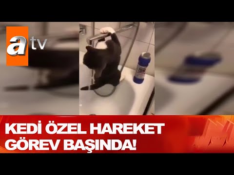 Kedi özel harekat görev başında! - 14 Kasım 2020