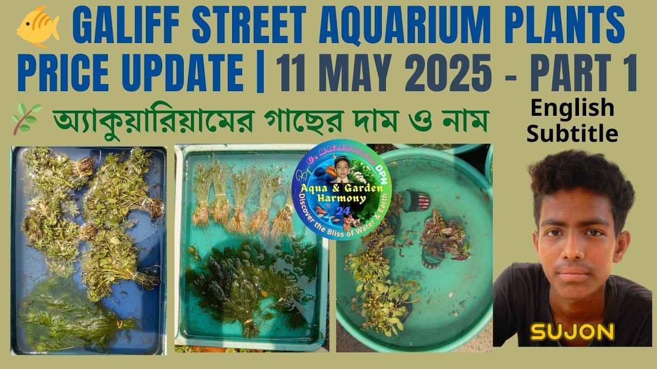 🌿🐠🌱💥SUJON BARIK’S AQUARIUM PLANTS COLLECTION & PRICES | GALIFF STREET ...