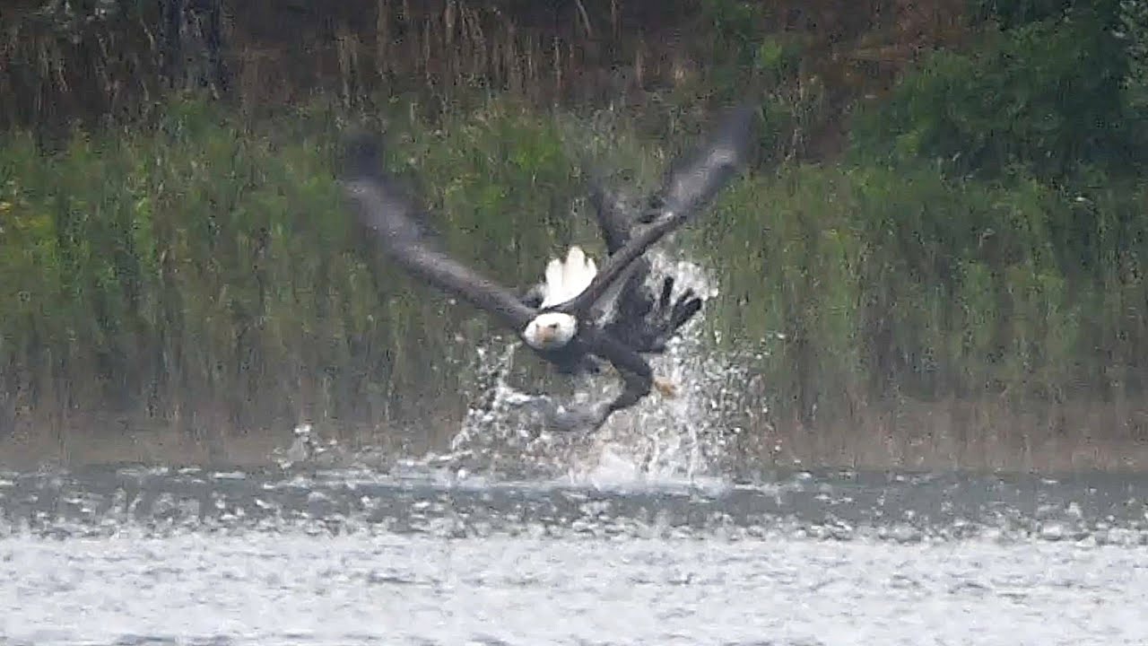 Cape Cod Bald Eagle vs Seagull - YouTube