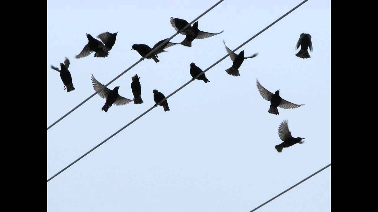 Sounds From Outside My Window - Birds In The Morning - Relaxing Stereo ...