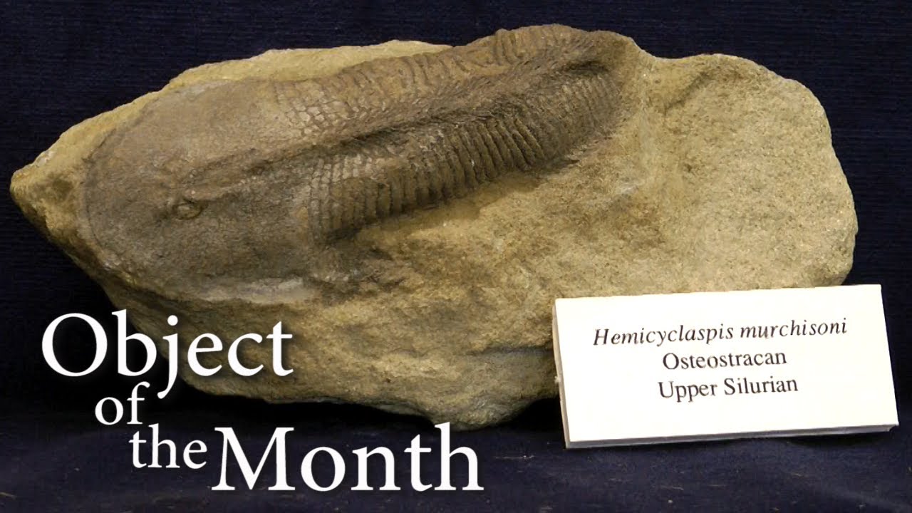 Hemicyclaspis