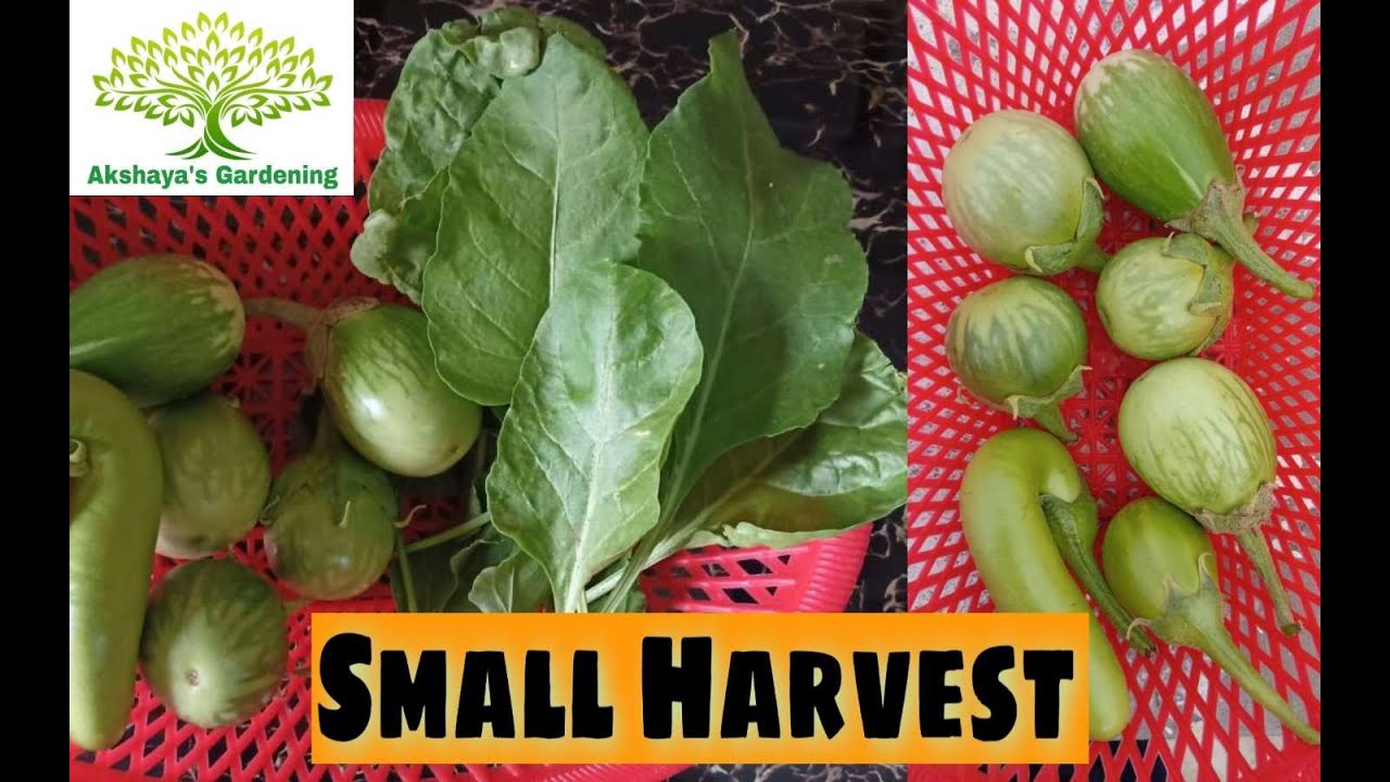 Small harvest #garden #harvest - YouTube