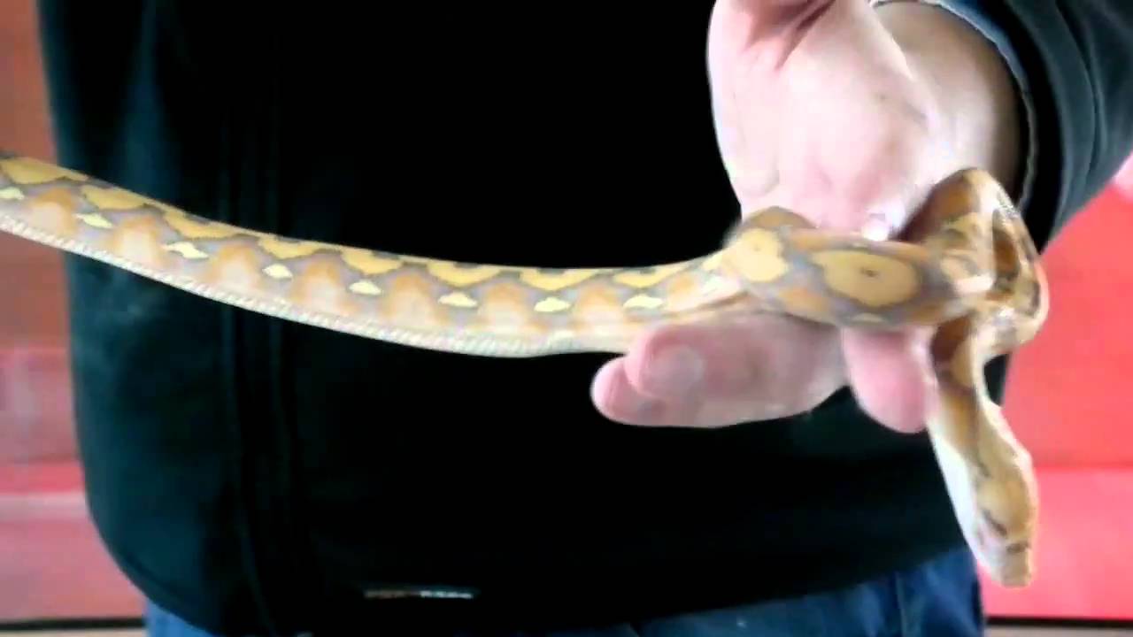Prehistoric Pets - Reticulated Python Purple Albino - YouTube