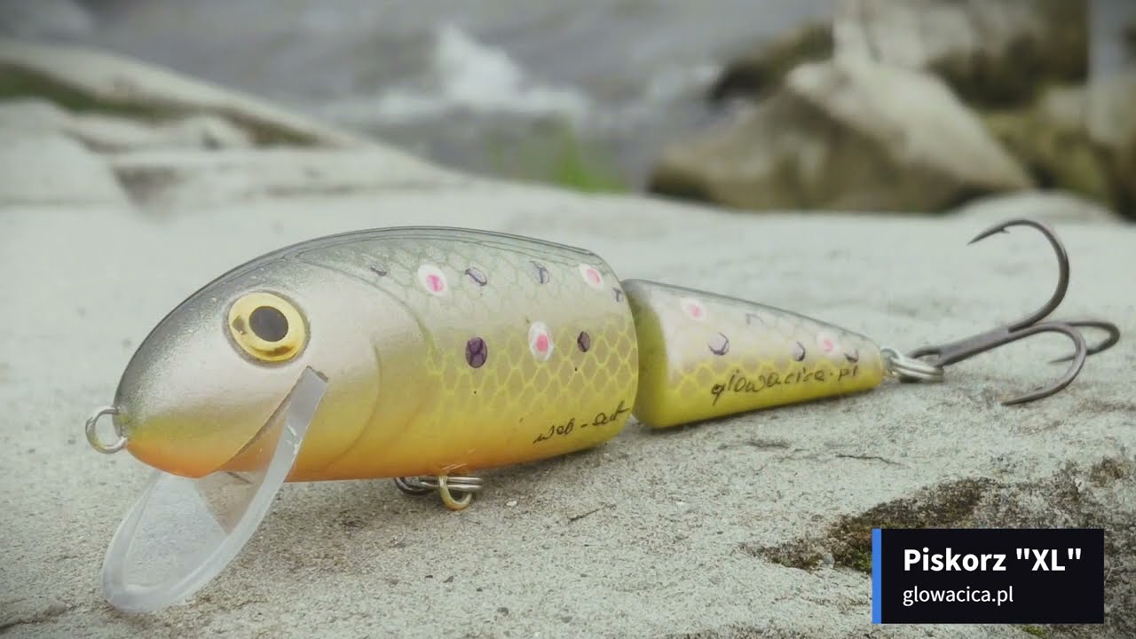 Piskorz - przynęta na dużą rybę! - YouTube
