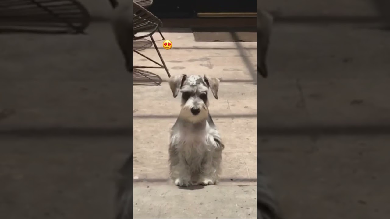 Liver Merle mini Schnauzer! 🥰🥰🥰 - YouTube