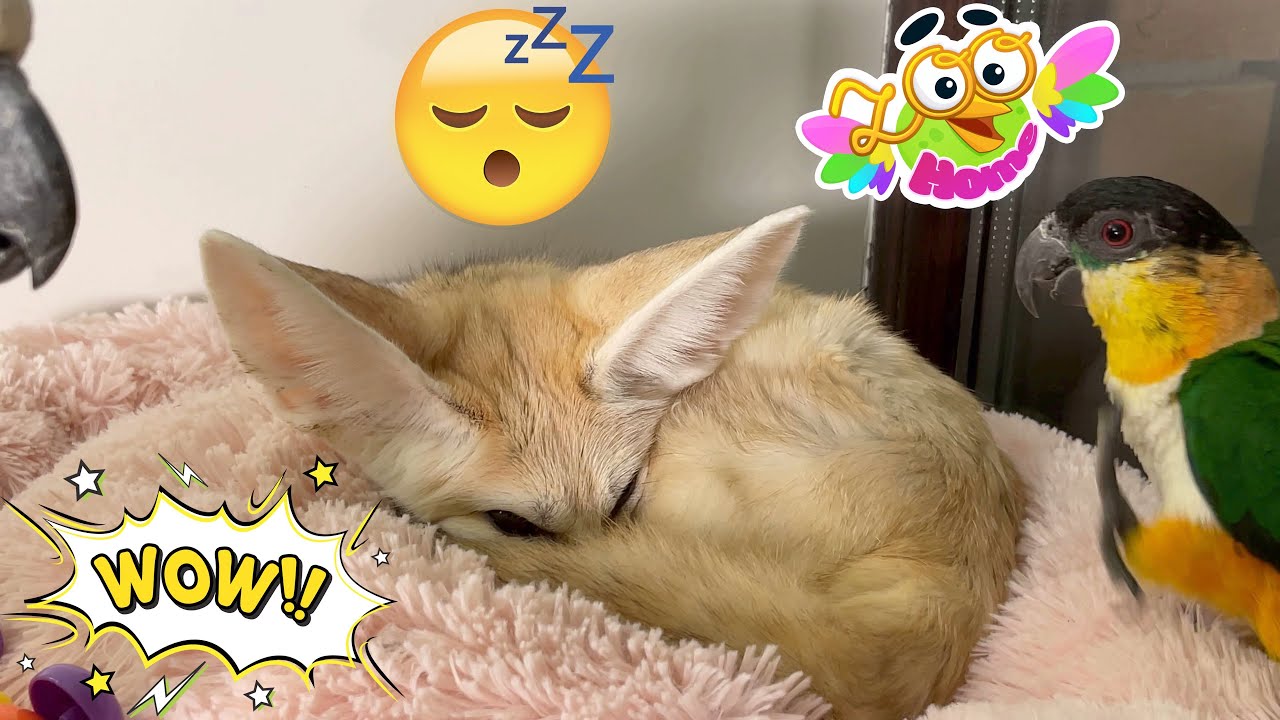 The fox decided to take a nap, but the parrots want to play. - YouTube