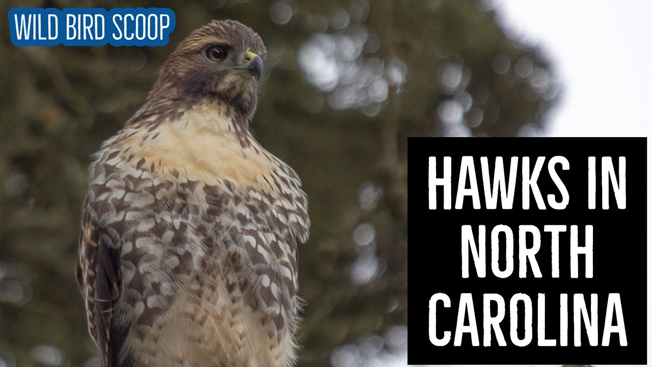 Hawks In North Carolina: Catch A Glimpse Of All 9 Species - YouTube