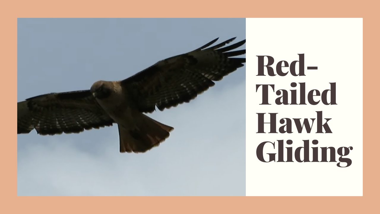 Red-Tailed Hawk Gliding - YouTube