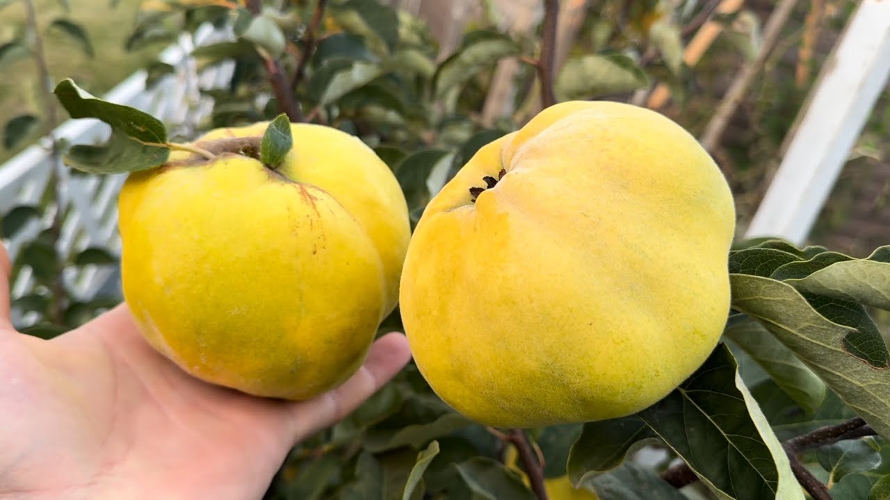 Large Seedling Quince - YouTube