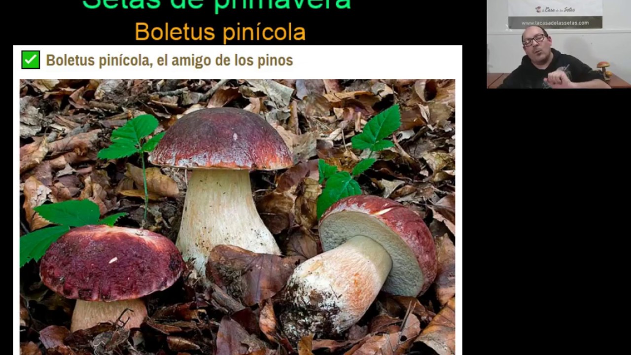 Boletus pinophilus. Boletus pinicola. Curso setas. Clase Nº 9. Setas ...