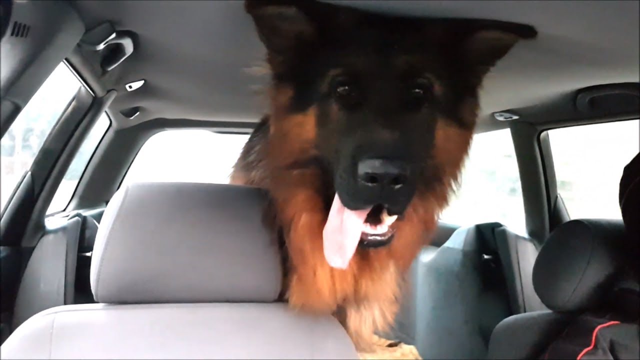 German Shepherd rides in the car/Owczarek Niemiecki jedzie w ...
