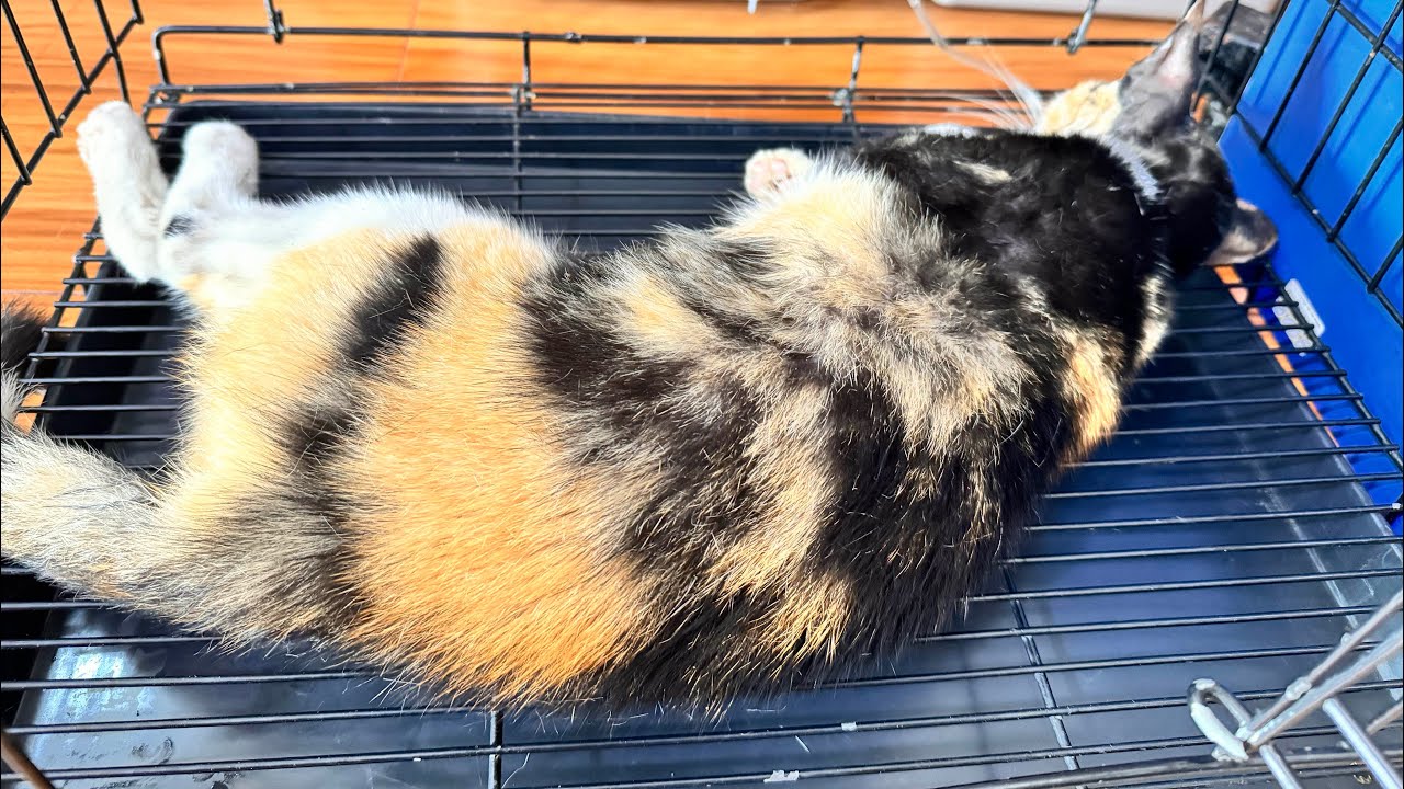 How to treatment cat poison insecticide - YouTube