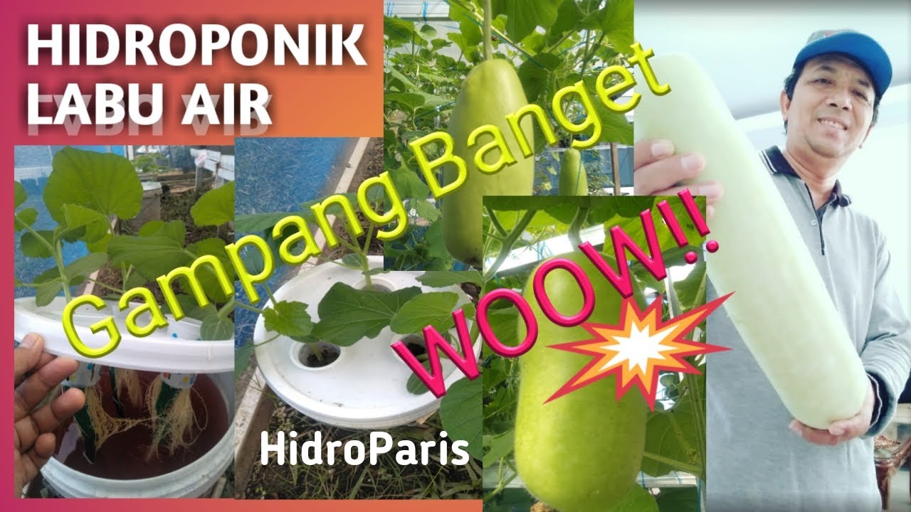 HIDROPONIK LABU AIR SISTEM WICK? MUDAH BANGEETT!! Bottle Gourd ...