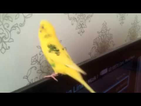 Dans Eden Muhabbet Kuşu ( Cute Budgie Dancing )