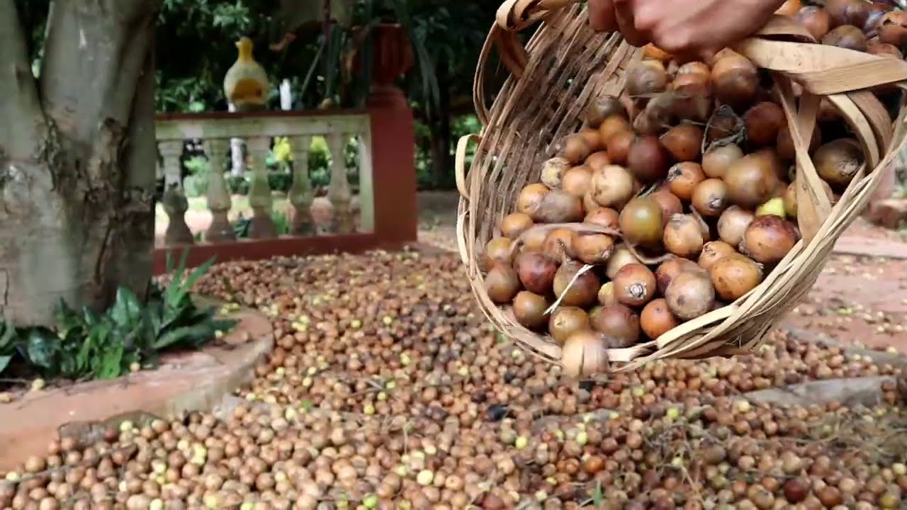 Mbokaja - la nuez de Paraguay | Mbokaja - Nuss aus Paraguay - YouTube
