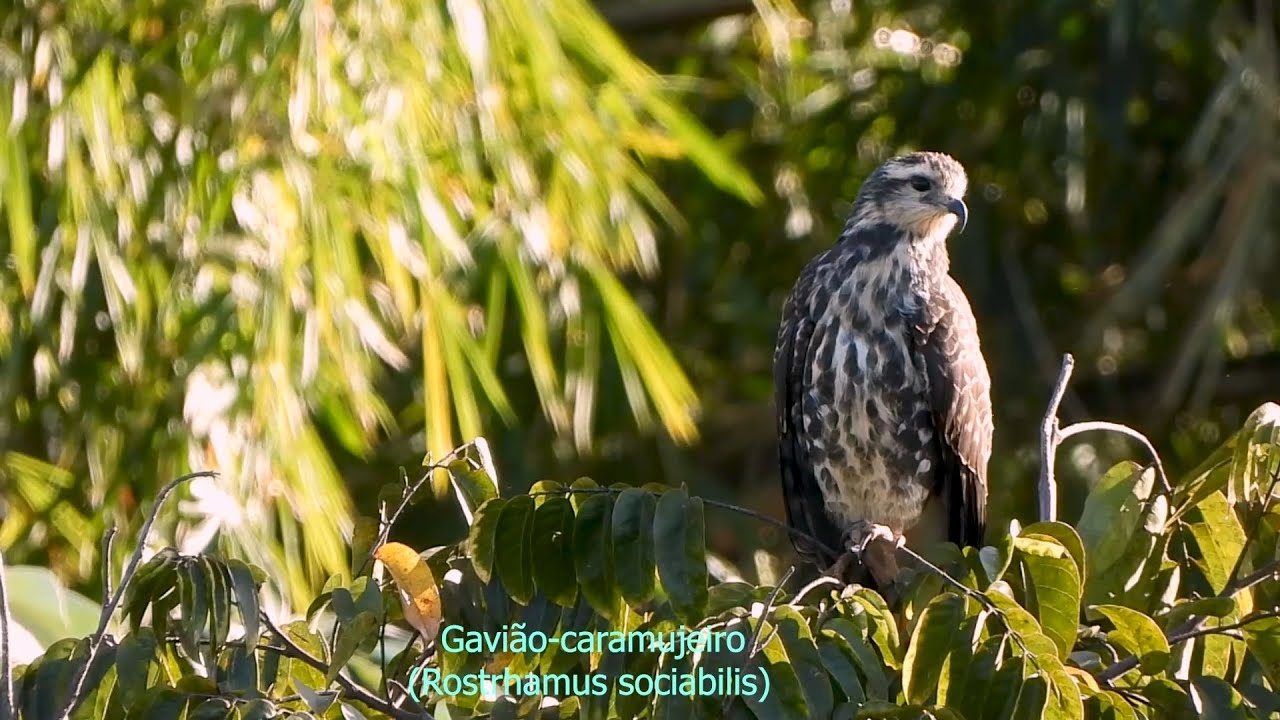 GAVIÃO-CARAMUJEIRO fêmea na espera (ROSTRHAMUS SOCIABILIS), SNAIL KITE ...