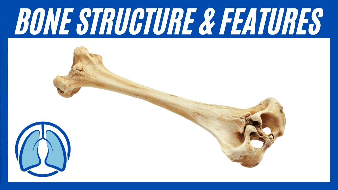Structure and Features of Bone | Compact vs Spongy Bone | Anatomy ...