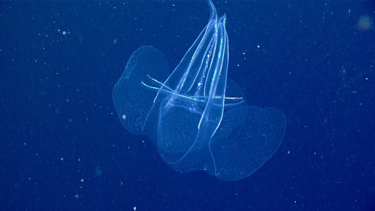 EX2104 Dive 20 Midwater Hydrographer Canyon July 28 2021 1335 - YouTube