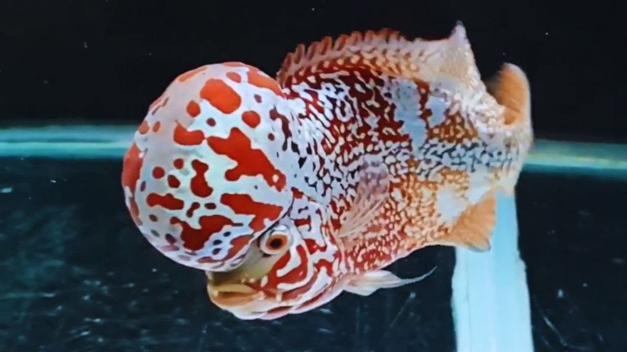 Top 12 Golden King Kamfa Flowerhorn Fish | Beautiful Flowerhorn ...