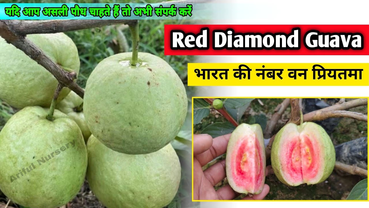 Red Diamond Guava vs Jarvi Red Guava, full Jankari Is video me hai ...