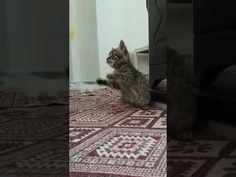 Mırıltı ve biz