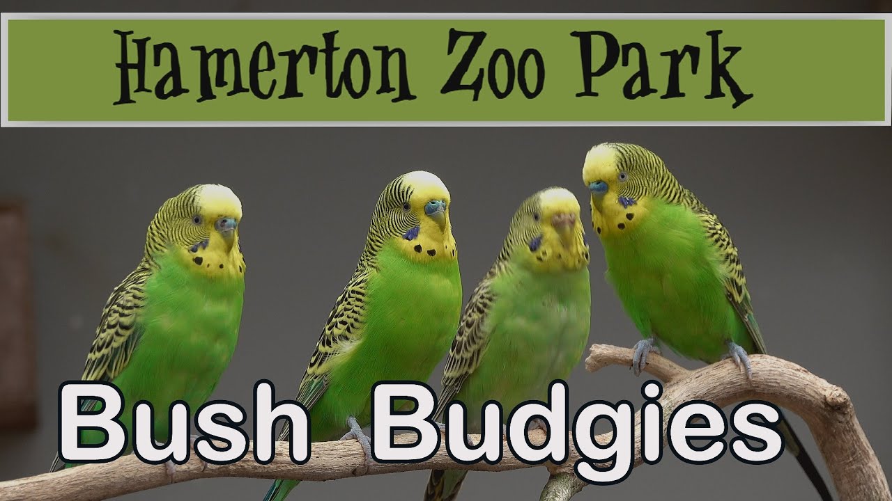 Hamerton Zoo Bush Budgies - 2023 - YouTube