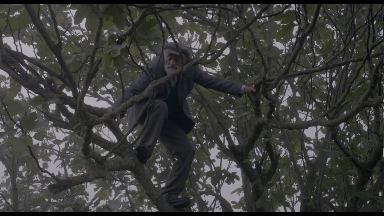 Fig (Trailer) - YouTube