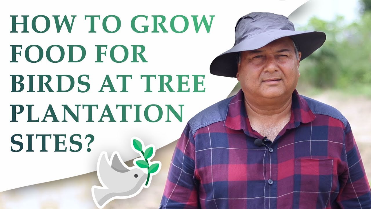How to grow food for birds at tree plantation sites? - YouTube