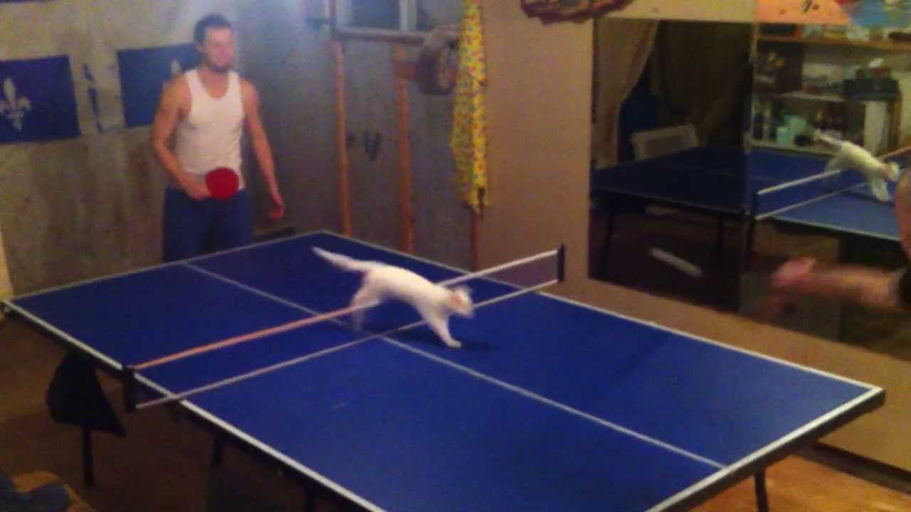 Ping Pong avec "IcyCat" - YouTube