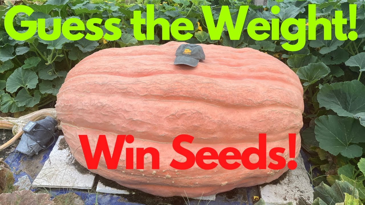 Ultimate Pumpkin Seed Giveaway. Guess the weight of this pumpkin! - YouTube