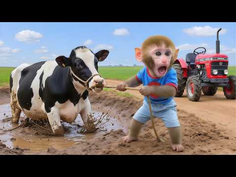 Bebé mono NaNa conduce un tractor y rescata a una vaca atrapada en el lodo!