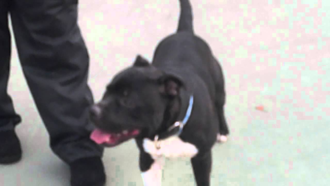 Boulder our Staffordshire bull terrier now 14 months. - YouTube