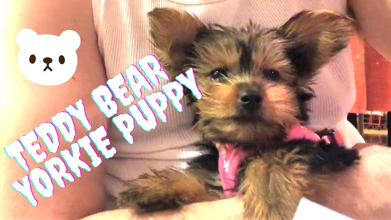 【Yorkie Teddy Bear Face 】2 months old Yorkshire Terrier looks like a ...