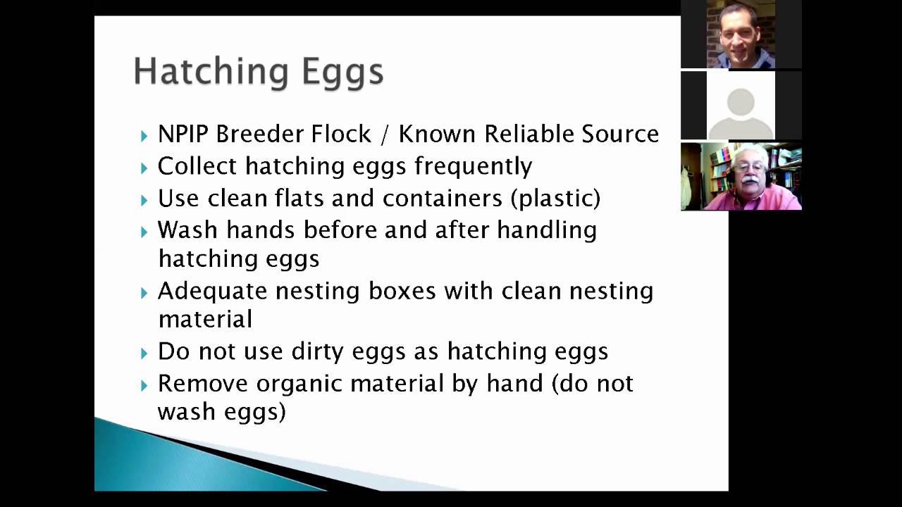 Small poultry hatchery management - YouTube