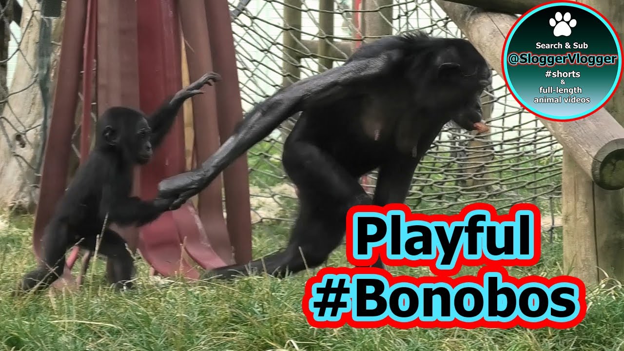The Playful World of Bonobo Apes - YouTube