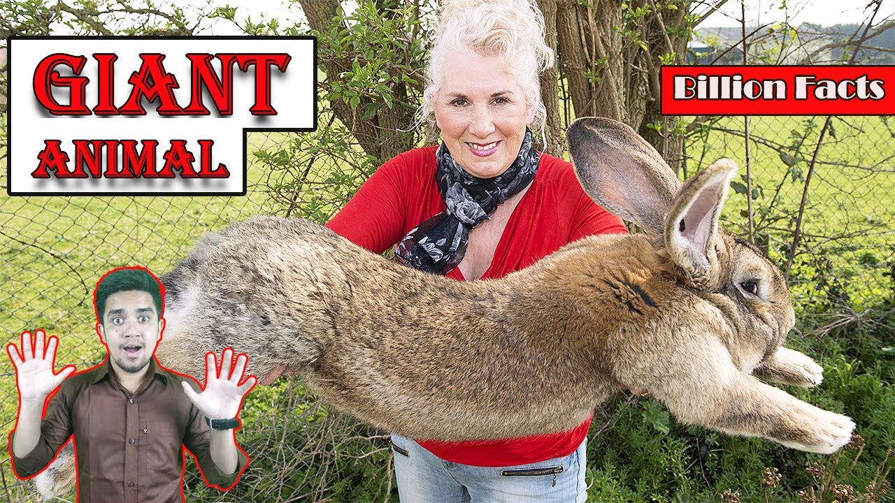 GIANT ANIMAL | LARGEST ANIMALS On The Planet | Super Giant Animals ...